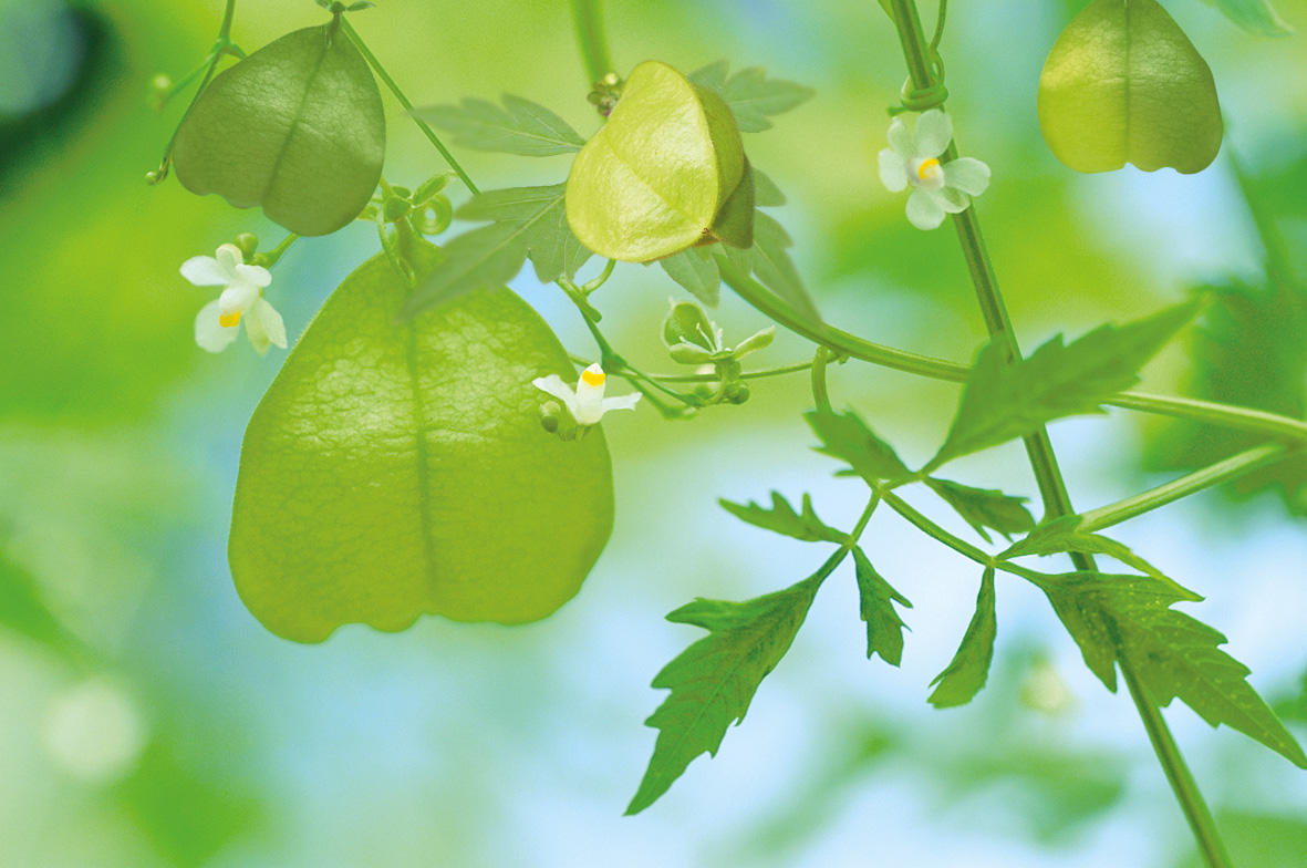 Dermaplant® bei Hauterkrankungen | schwabe.de