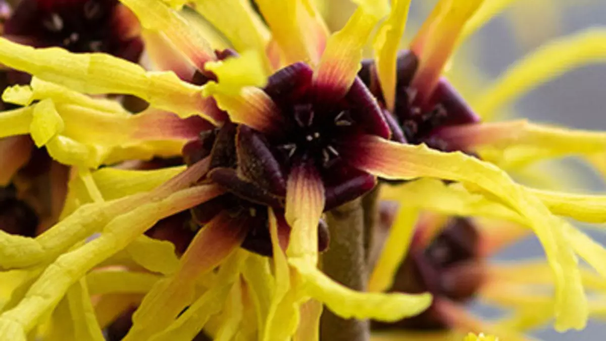 Hamamelis virginiana hemmt Entzündungsprozesse der atopischen ...
