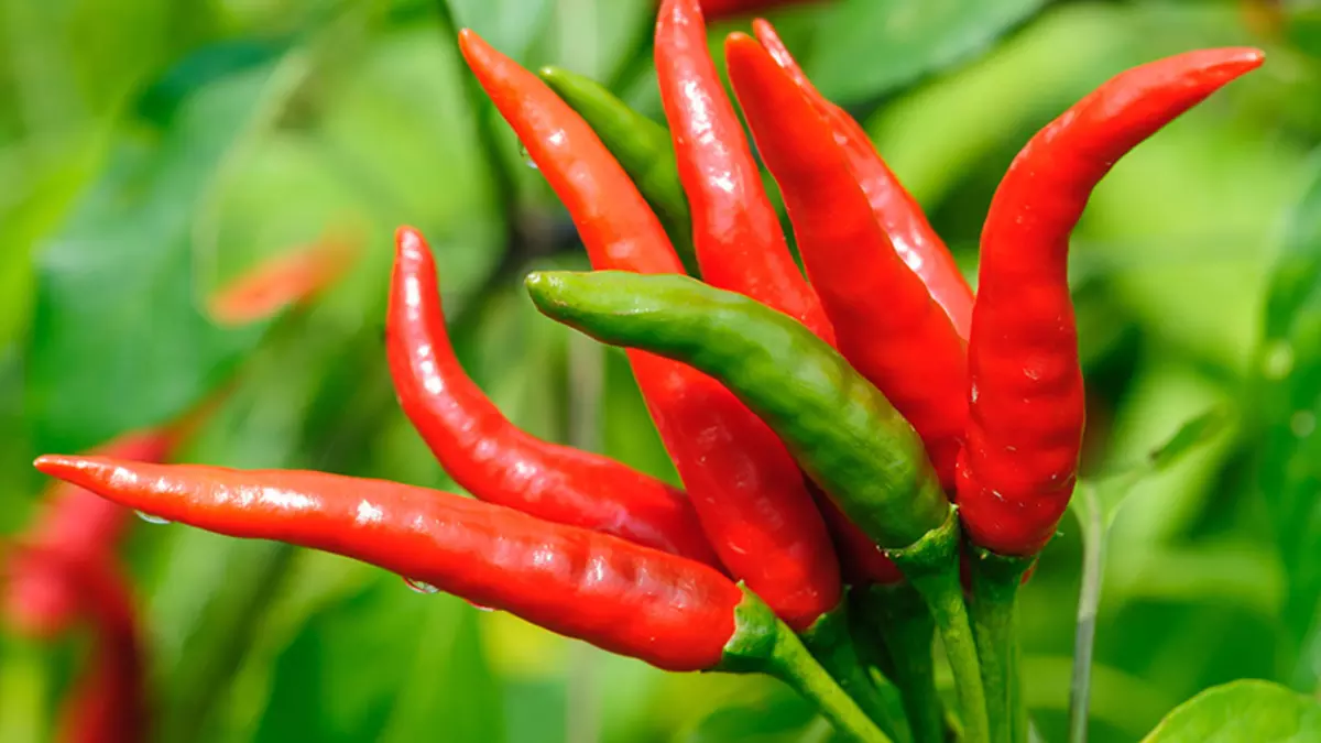 Capsaicin-Pflaster hilft bei peripheren neuropathischen Schmerzen ...